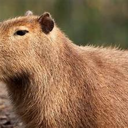 Capybara | Shapes, Inc