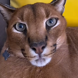 Caracal Cat | Shapes, Inc
