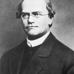 Gregor Mendel | Shapes, Inc