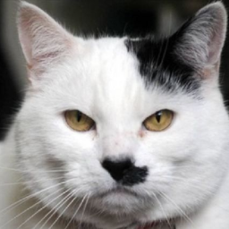 Kitler | Shapes, Inc